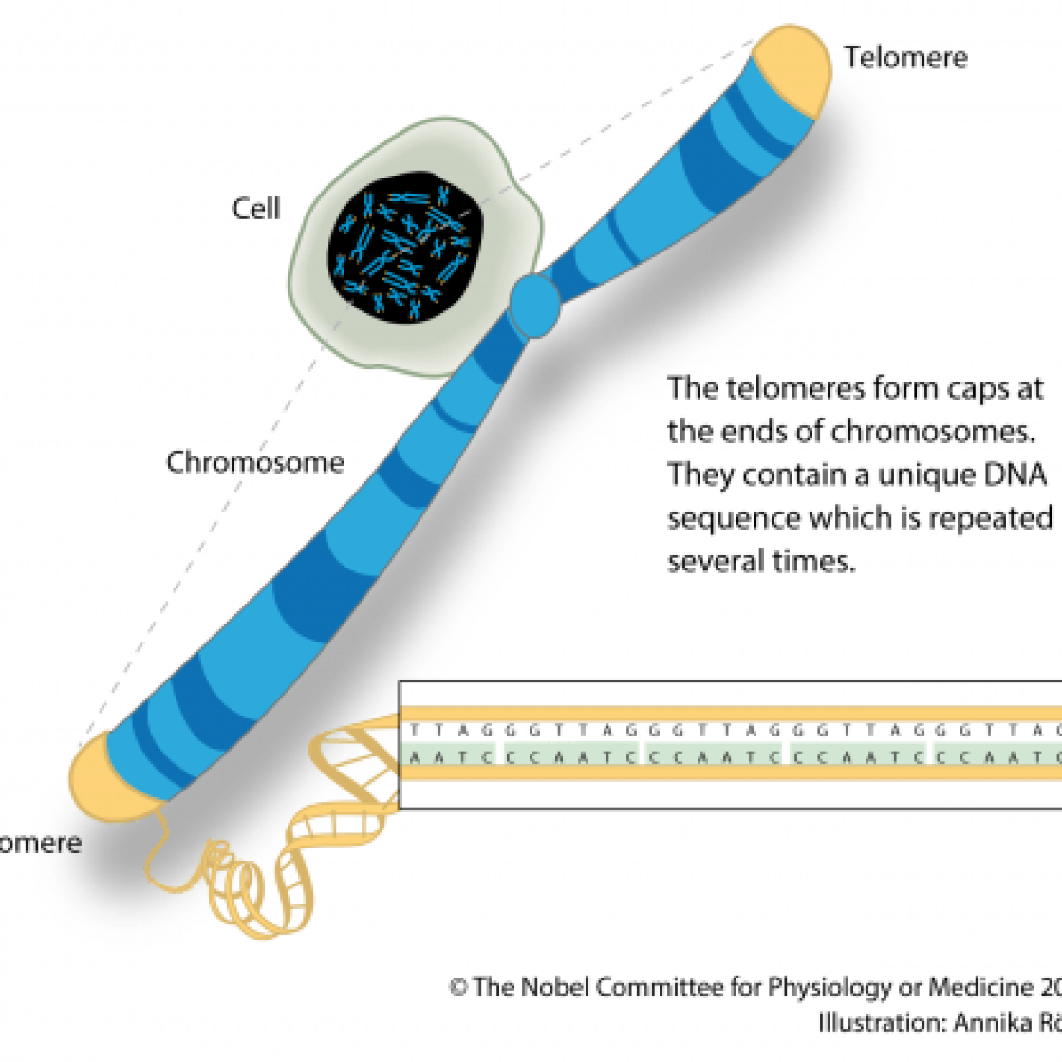 Telomere Testing - Gina B. Healthy Registered Dietitian